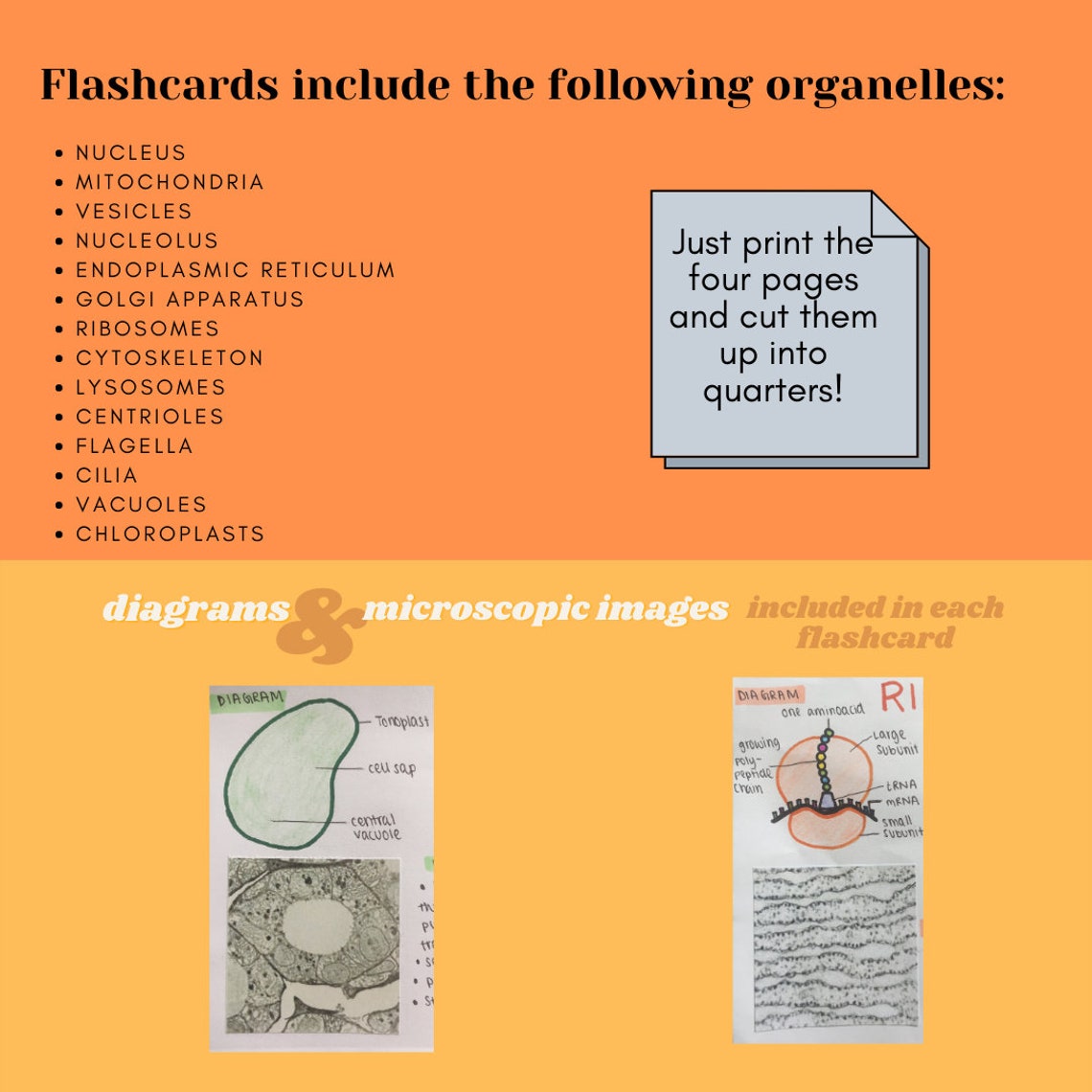 Cell Organelle Flashcards A Level Biology - Etsy