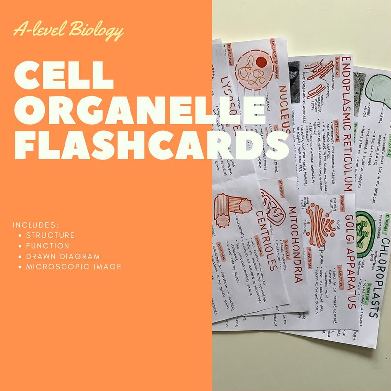 Cell Organelle Flashcards A Level Biology - Etsy