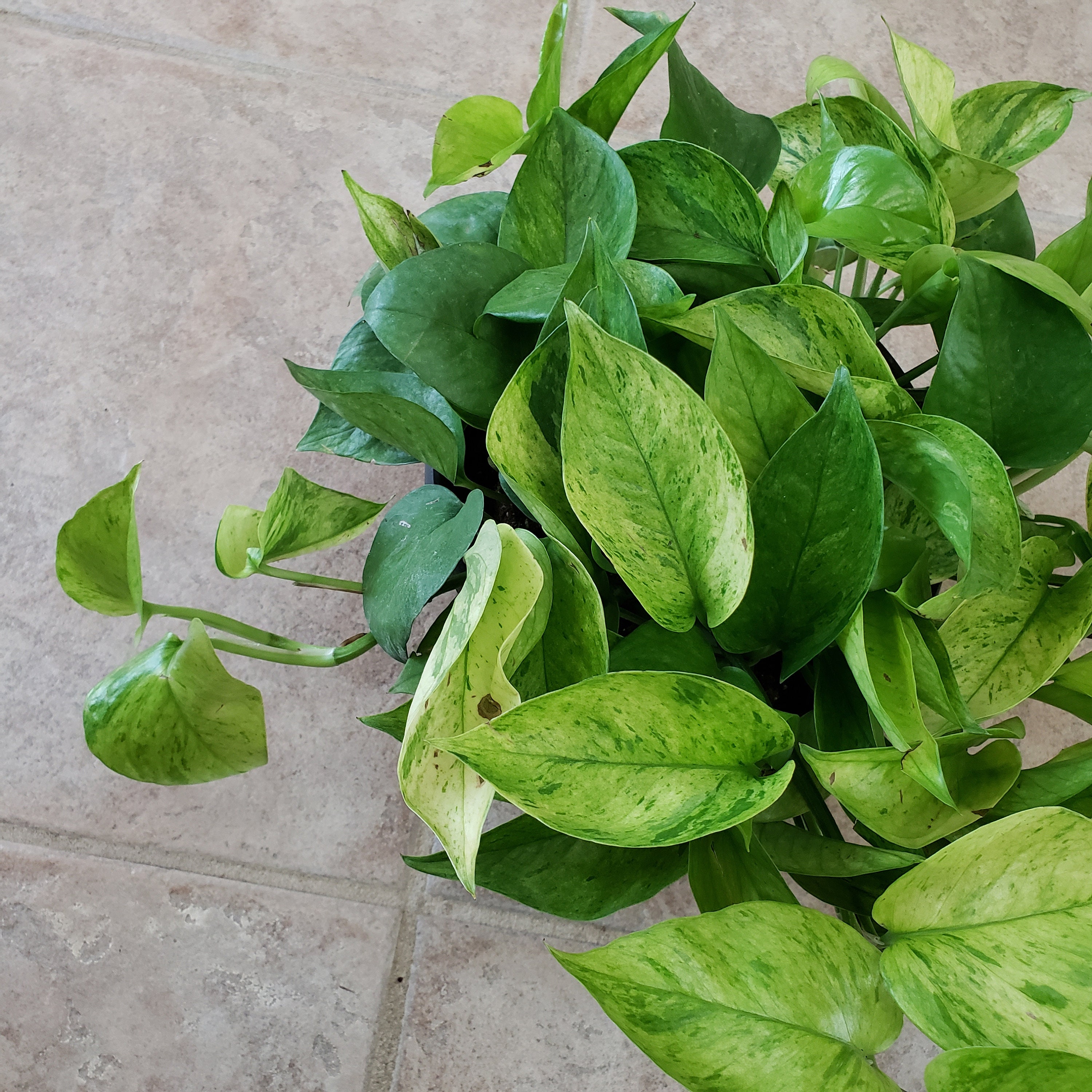 Jessenia Pothos 8 Exact Plant Fully Established 195 - Etsy
