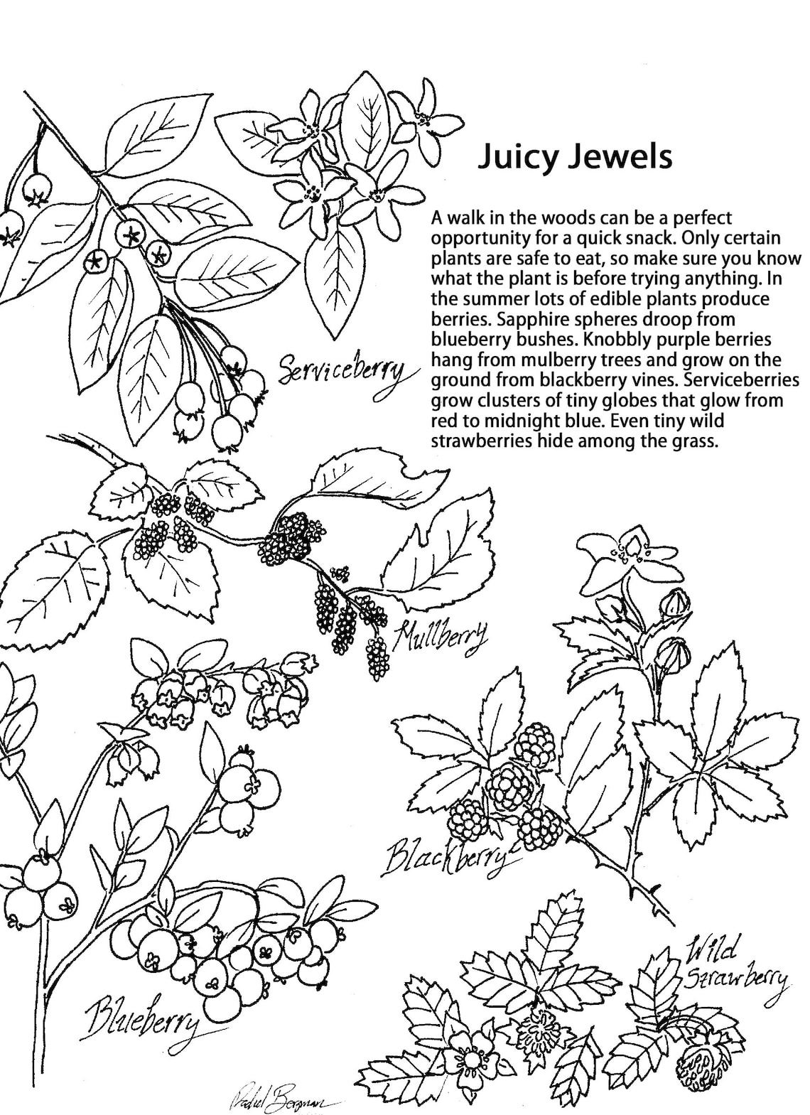 Native Plant Coloring Book - Etsy