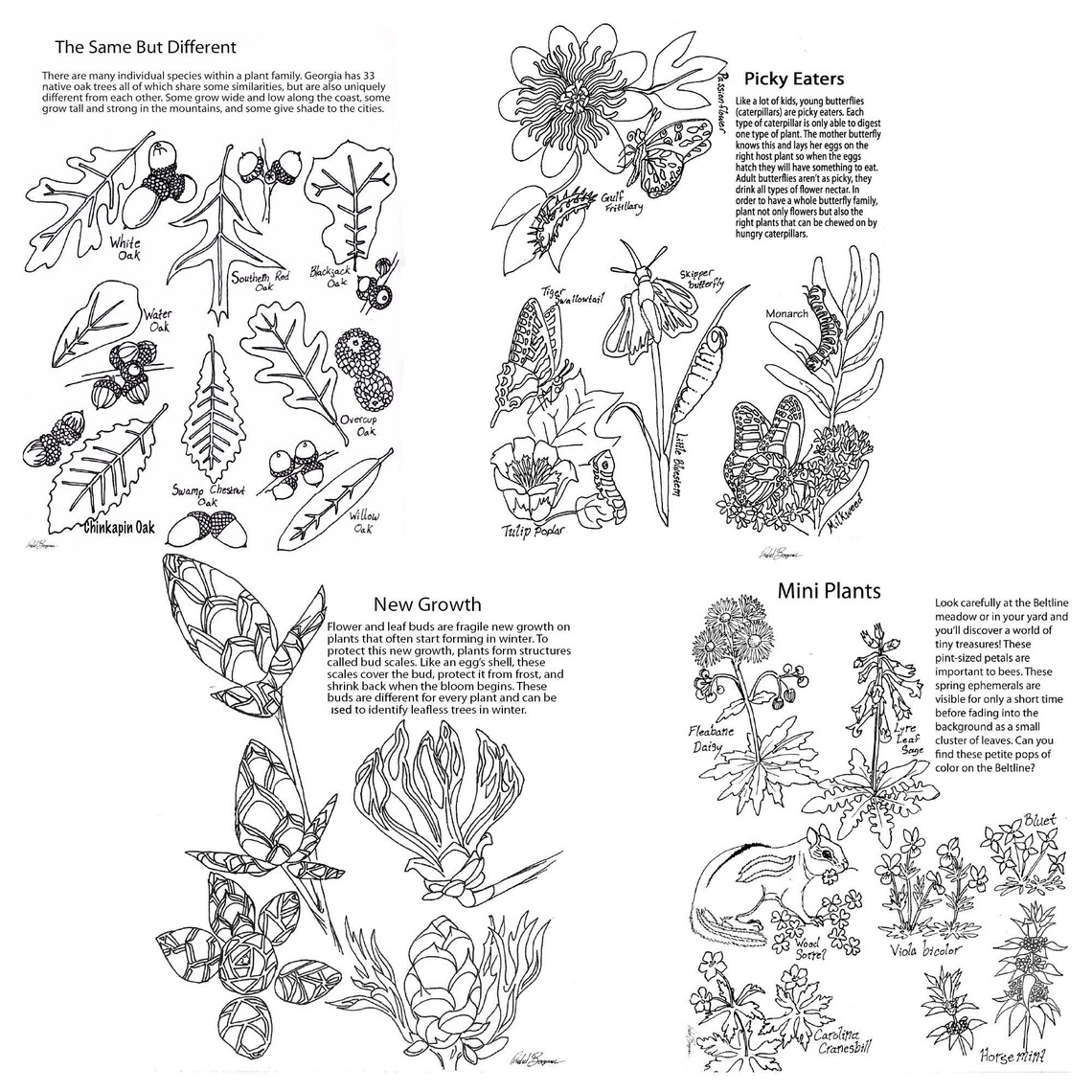 Native Plant Coloring Book - Etsy