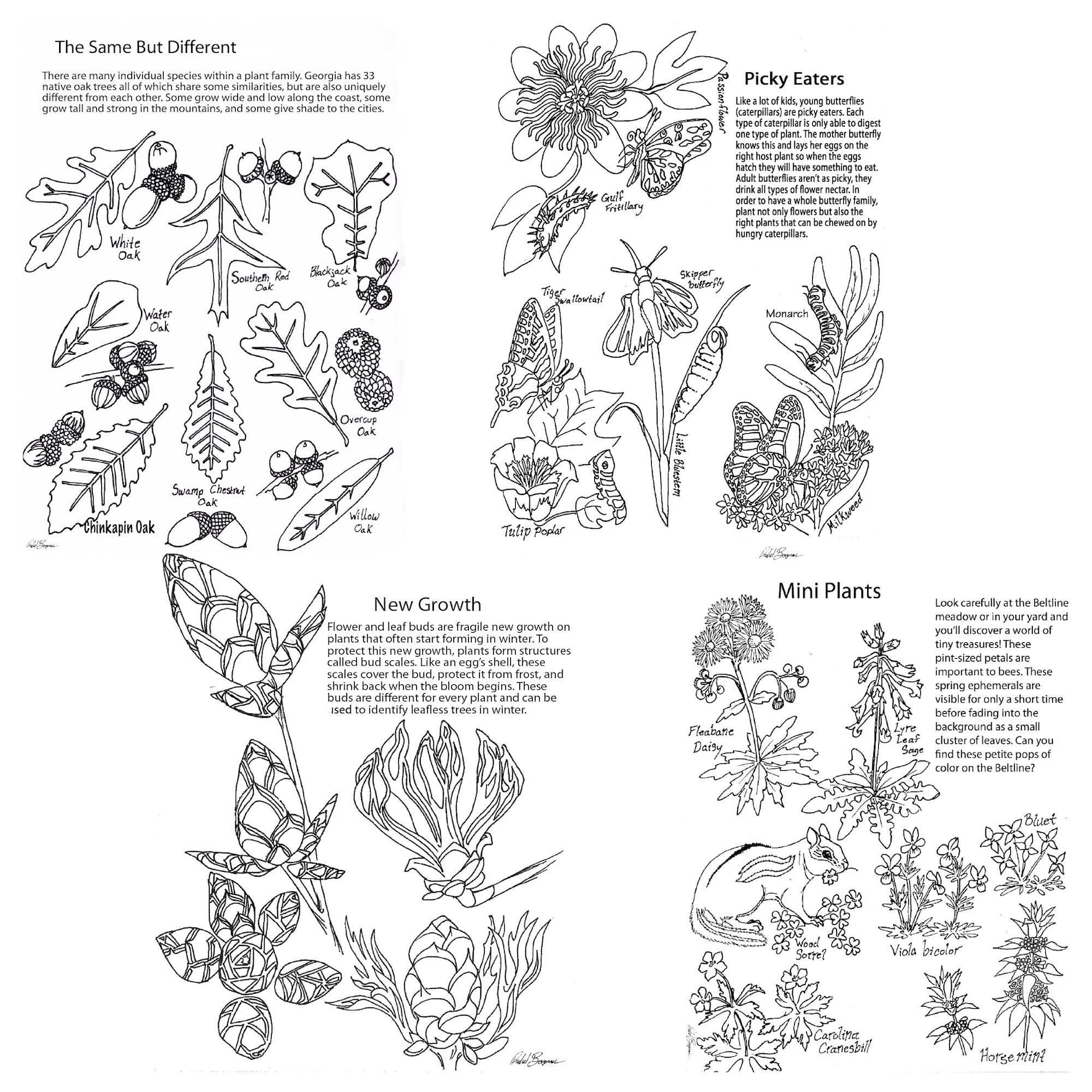 Native Plant Coloring Book - Etsy