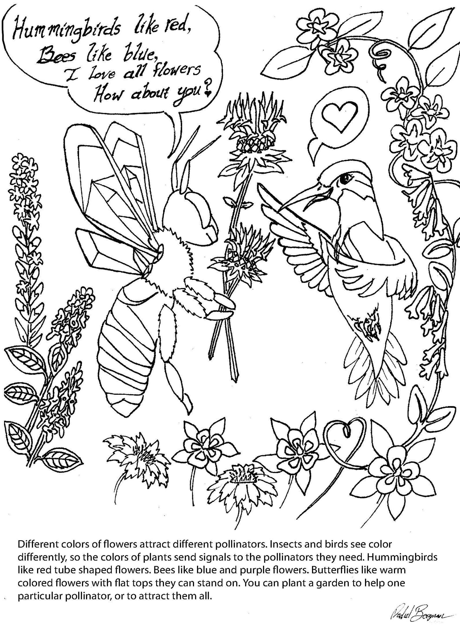 Native Plant Coloring Book - Etsy