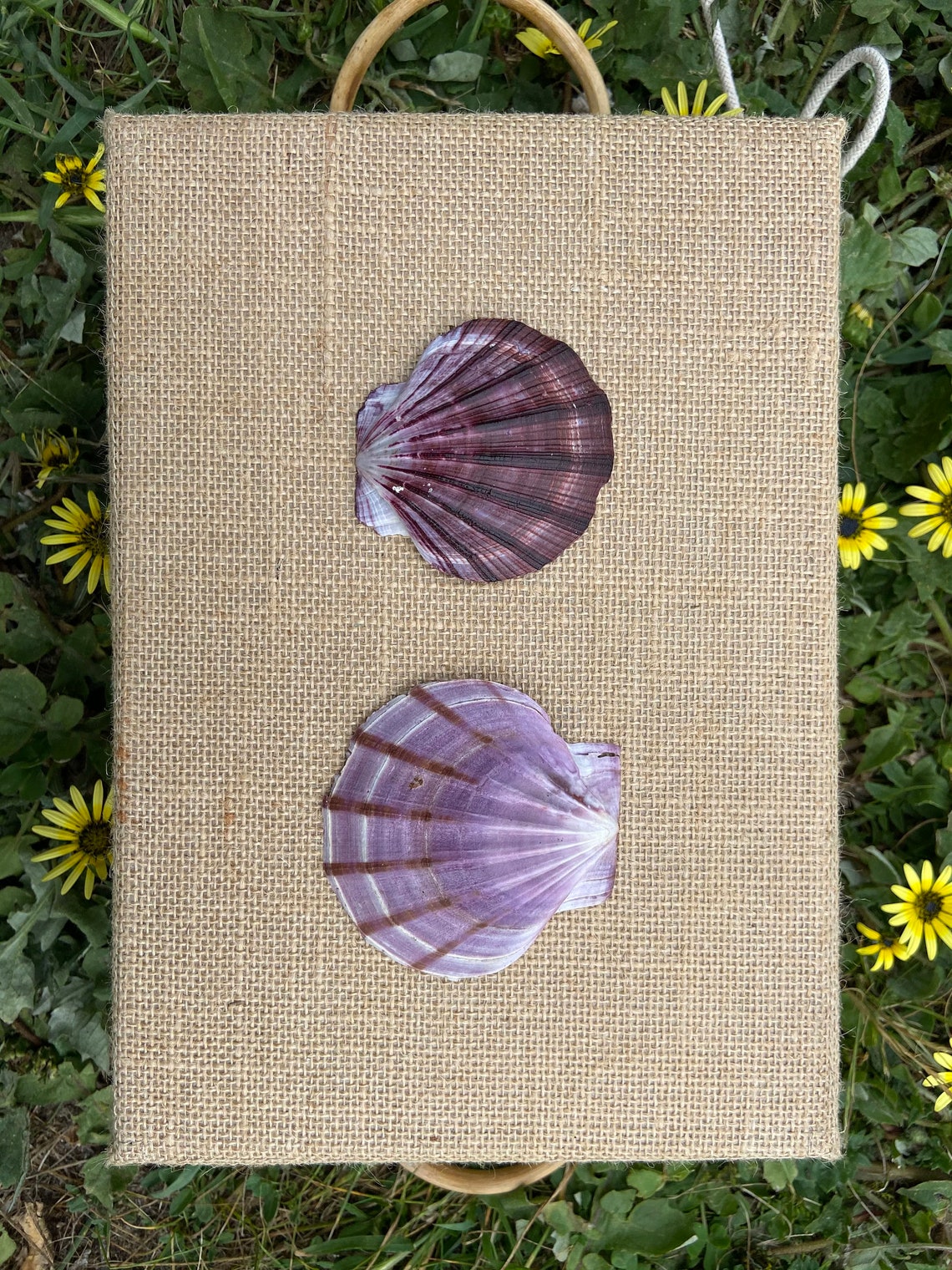 10 Large Fan Shells Seashells Australian Seashells | Etsy