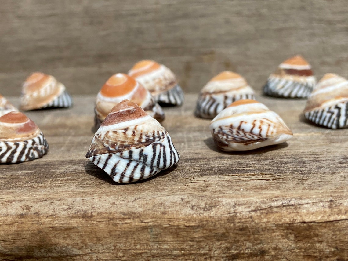 10 or 20 Periwinkle Shells Zebra Top Shells Fairy Garden | Etsy