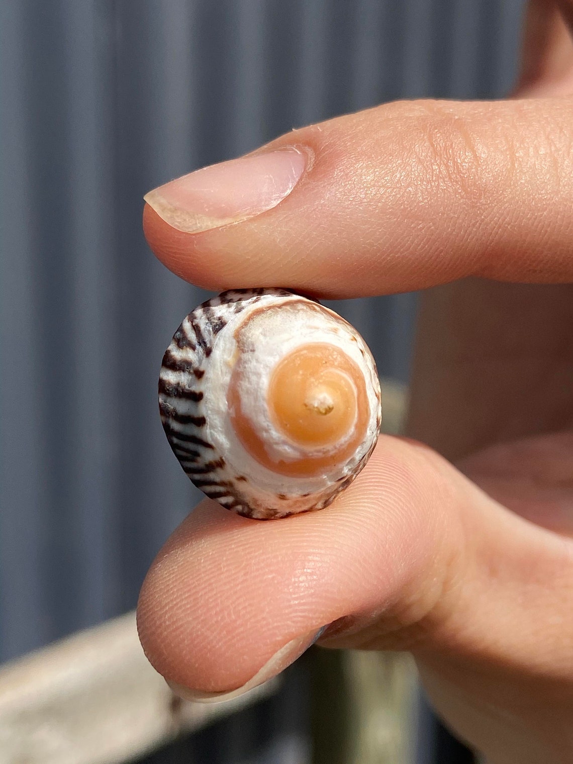 10 or 20 Periwinkle Shells Zebra Top Shells Fairy Garden | Etsy