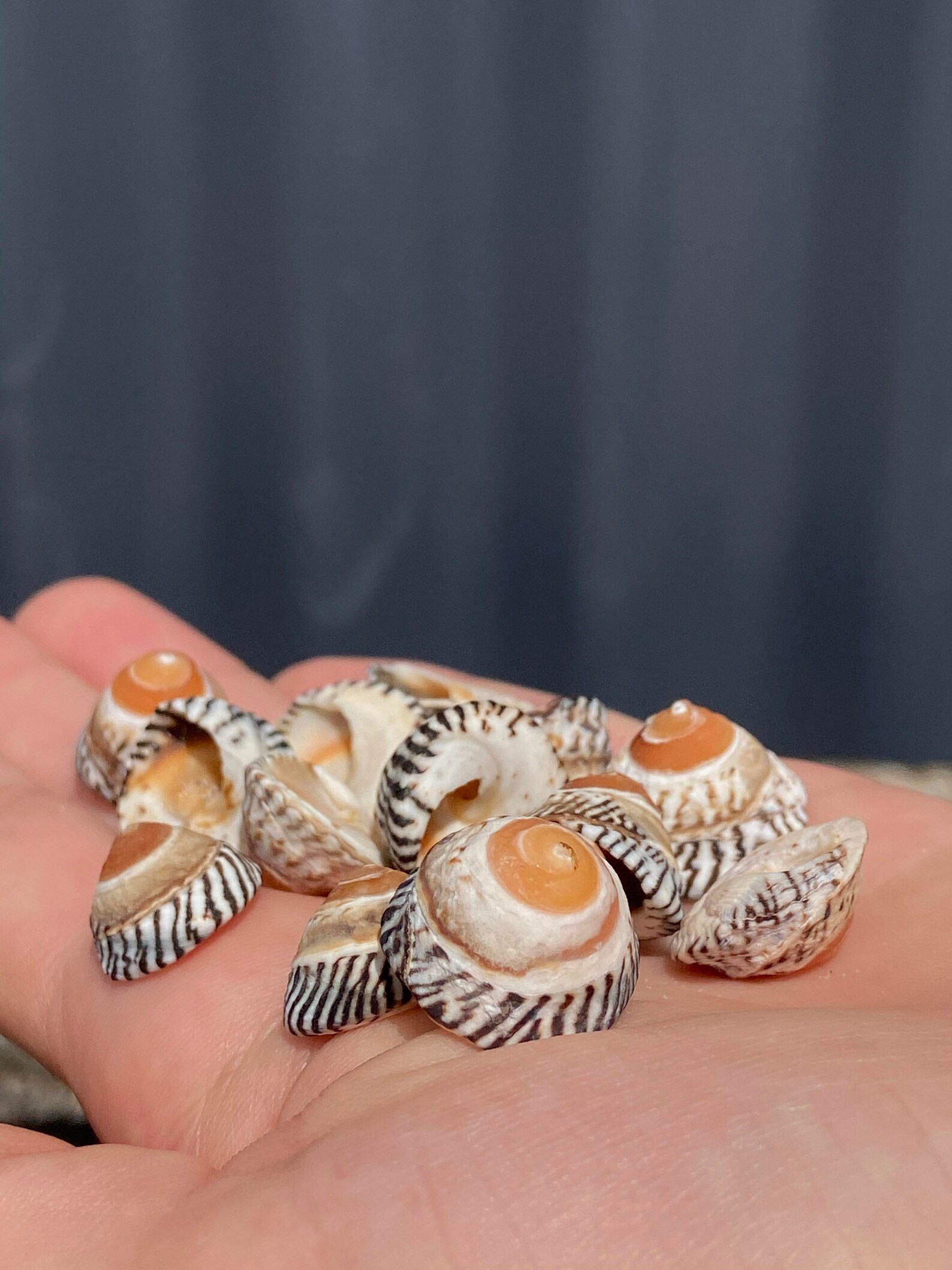 10 or 20 Periwinkle Shells Zebra Top Shells Fairy Garden | Etsy