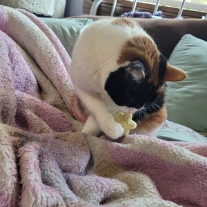 Star Cat Toys. Catnip Infused Kitten Toy Crocheted Handmade - Etsy