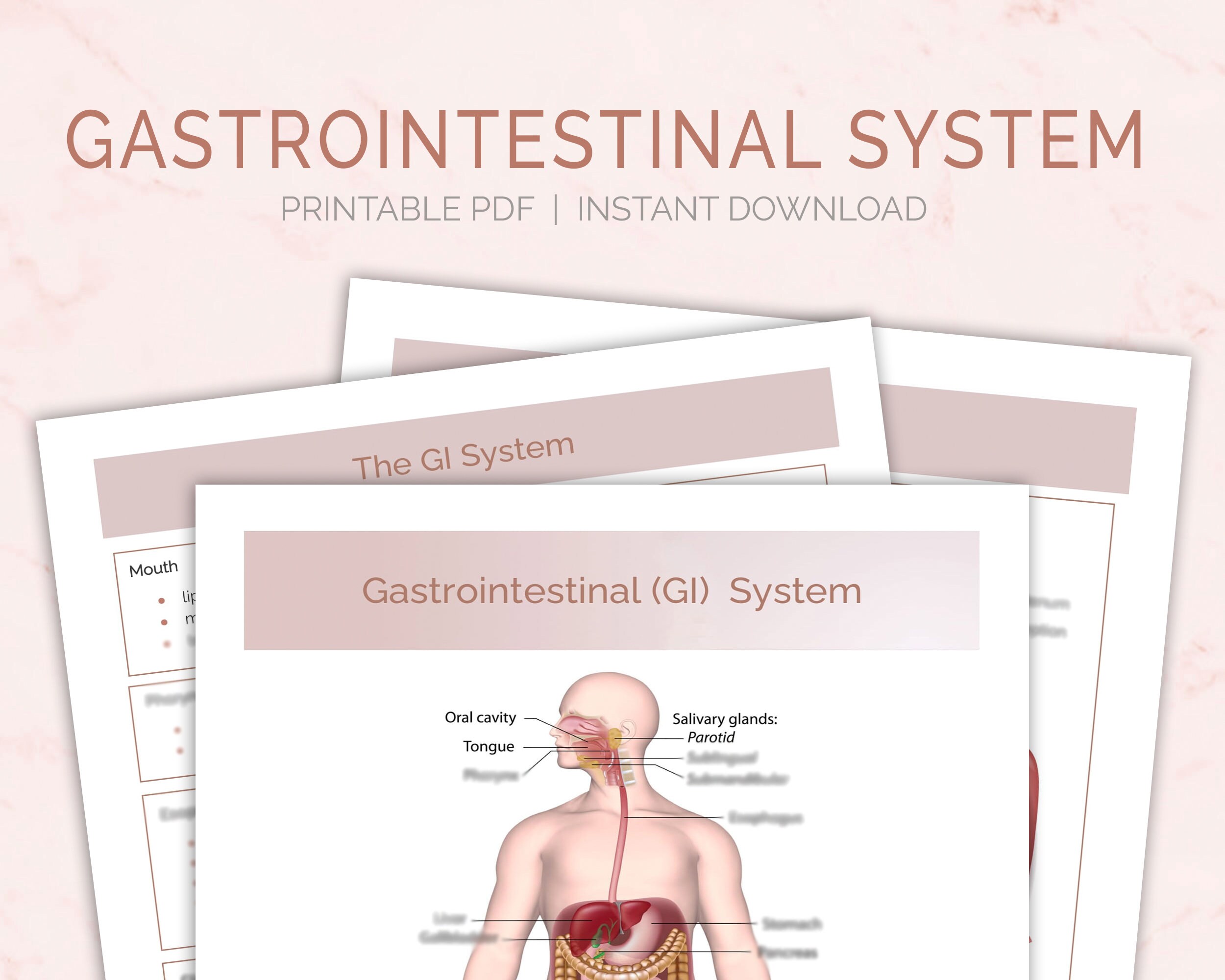 GI Disorders Bundle Nursing Notes | Student Study Guides | Digestive ...