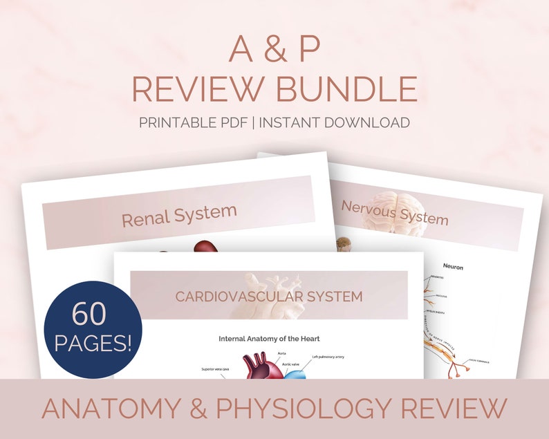 Anatomy and Physiology Notes Bundle, Study Guide for Nursing Students ...