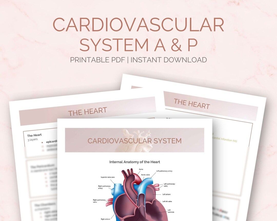 Cardiovascular System A & P Study Guide | Nursing Notes | the Heart ...
