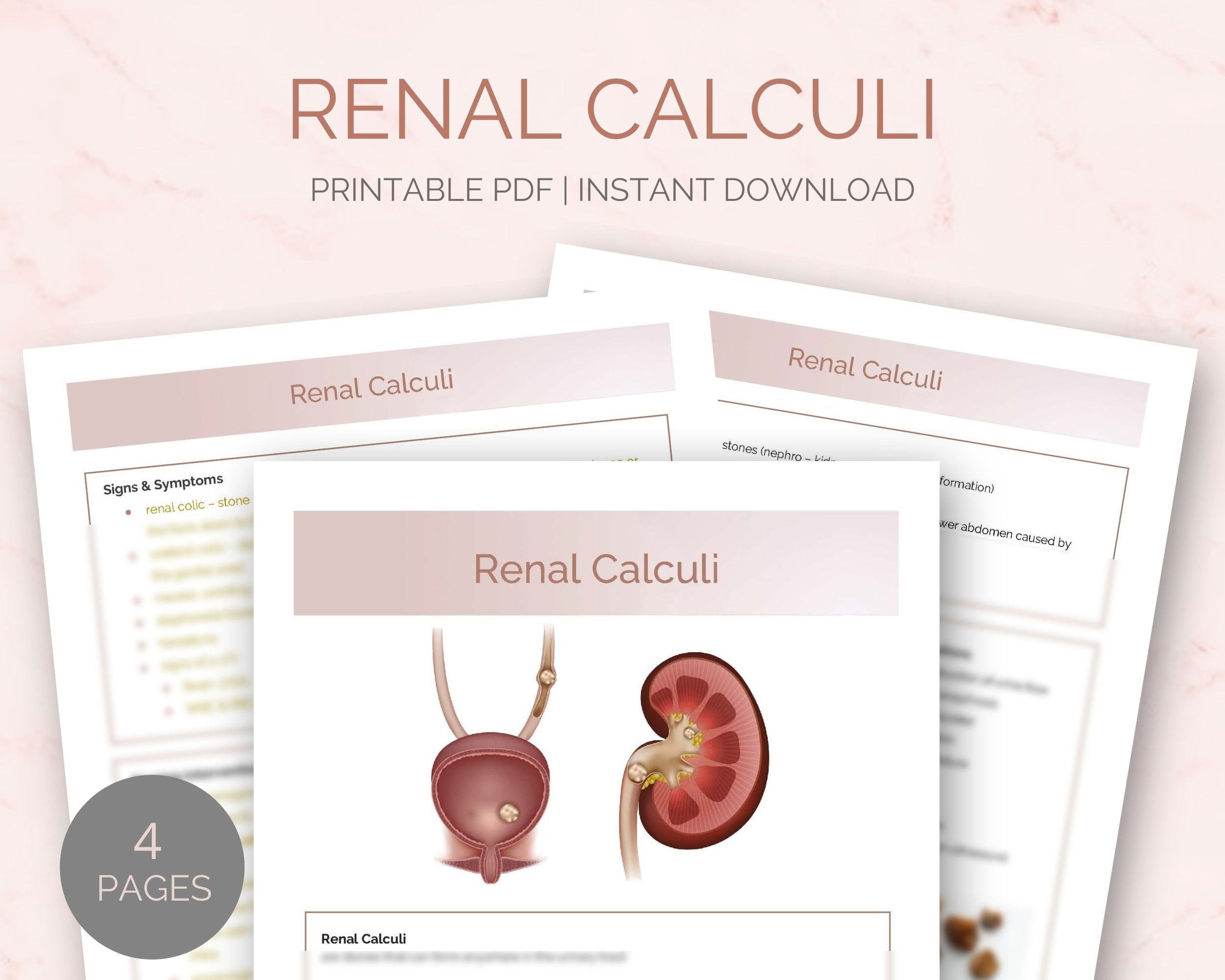 Renal / Urinary System Bundle Study Guide Nursing Notes | UTI | Calculi ...