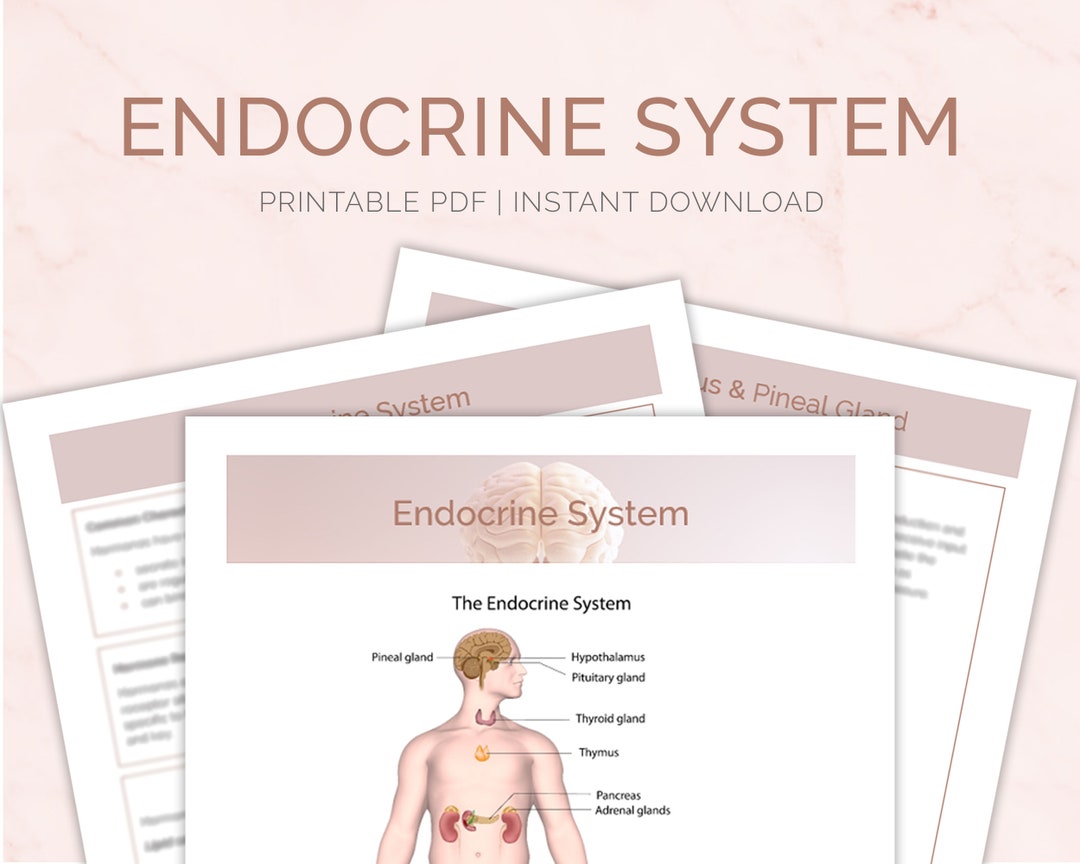 Endocrine System Nursing Notes | Student Study Guides | Anatomy ...