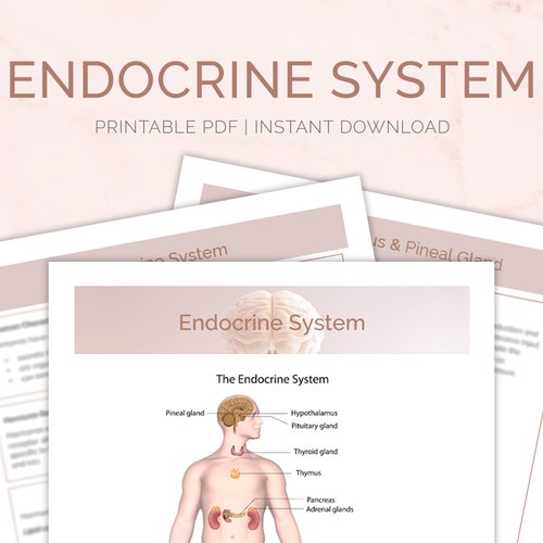 Endocrine Bundle Nursing Student Study Guide Digital - Etsy