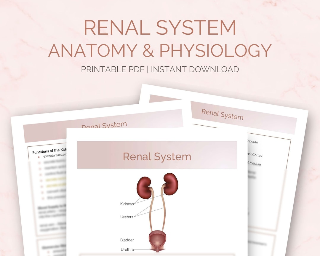 Renal / Urinary System Study Guide | Nursing Student Notes | Anatomy ...