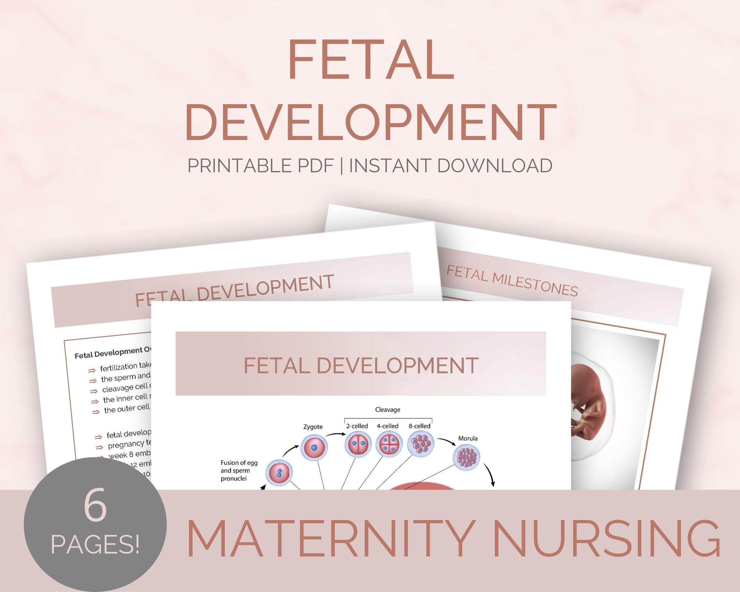 Fetal Development | OB Maternity Nursing Notes | Study Guide ...