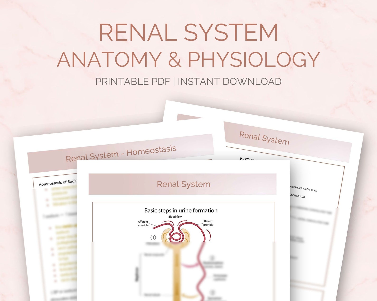 Renal / Urinary System Study Guide | Nursing Student Notes | Anatomy ...