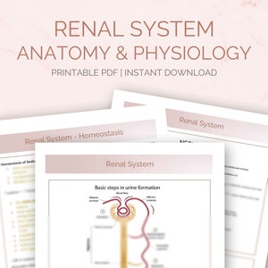 Renal / Urinary System Study Guide | Nursing Student Notes | Anatomy ...