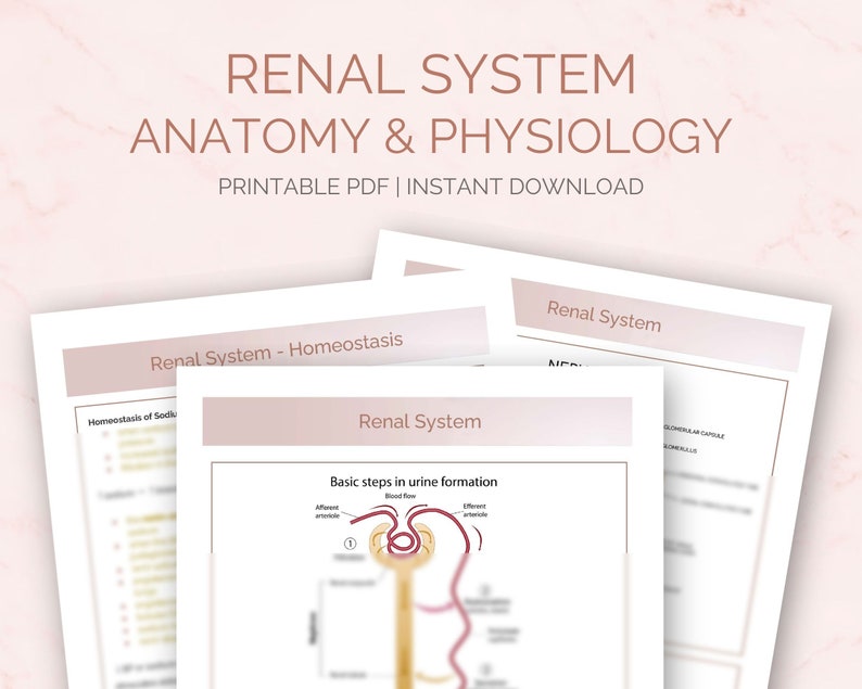 Renal / Urinary System Study Guide | Nursing Student Notes | Anatomy ...