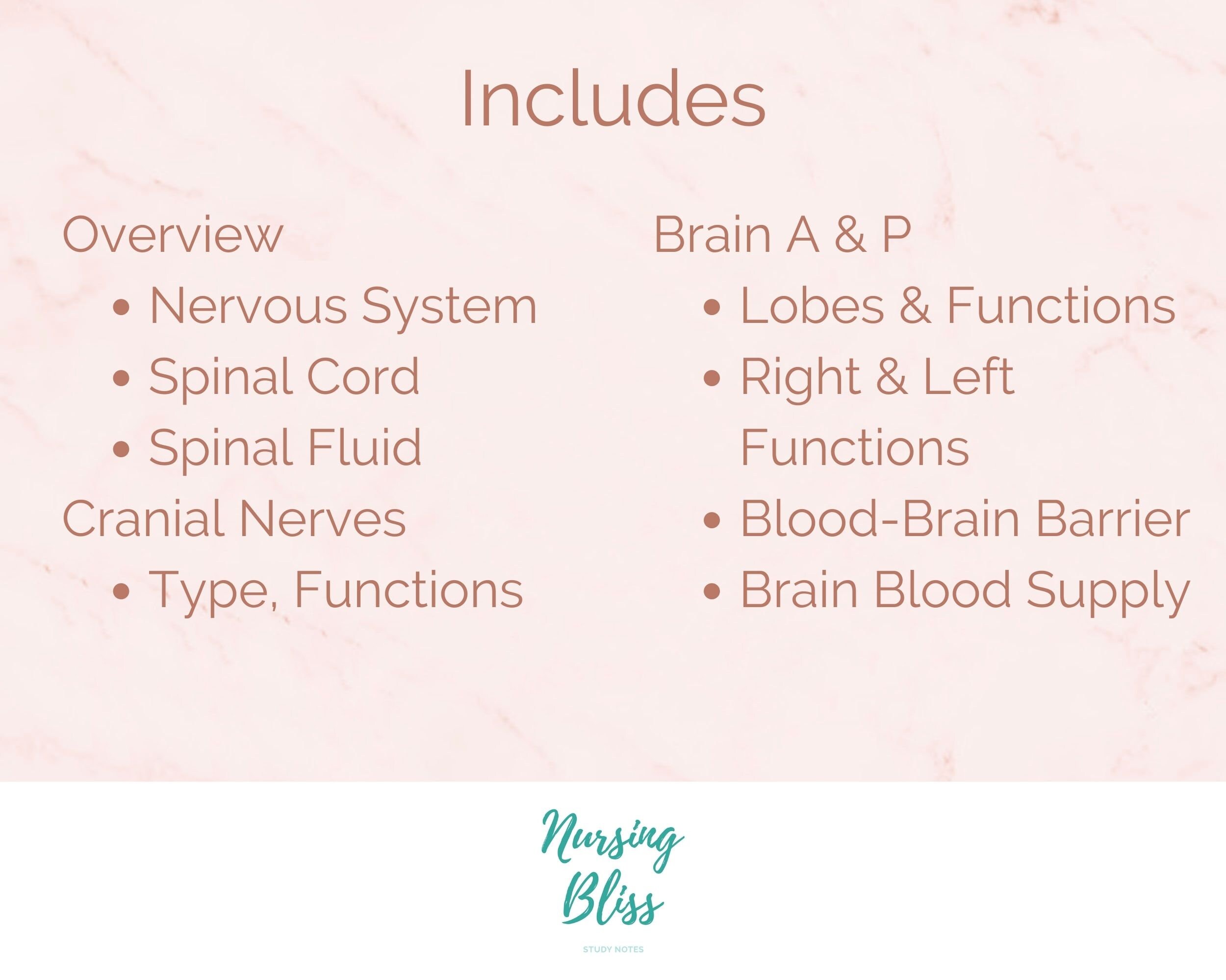 Nervous System & Brain Anatomy and Physiology | Nursing Study Notes ...