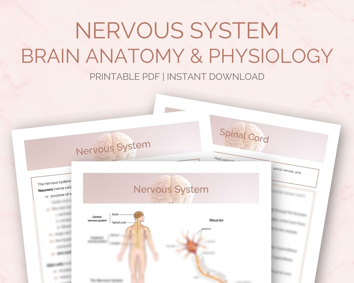 Nervous System & Brain Anatomy and Physiology | Nursing Study Notes ...