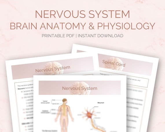 Nervous System & Brain Anatomy and Physiology Nursing Study | Etsy