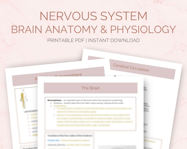 Nervous System & Brain Anatomy and Physiology | Nursing Study Notes ...