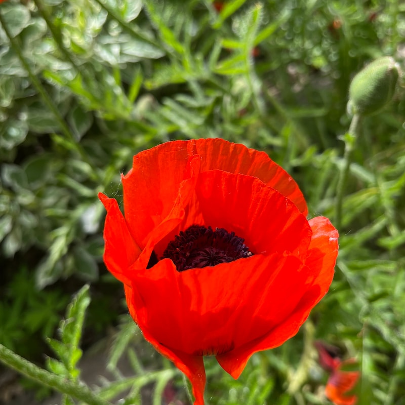 Oriental Poppy - Etsy