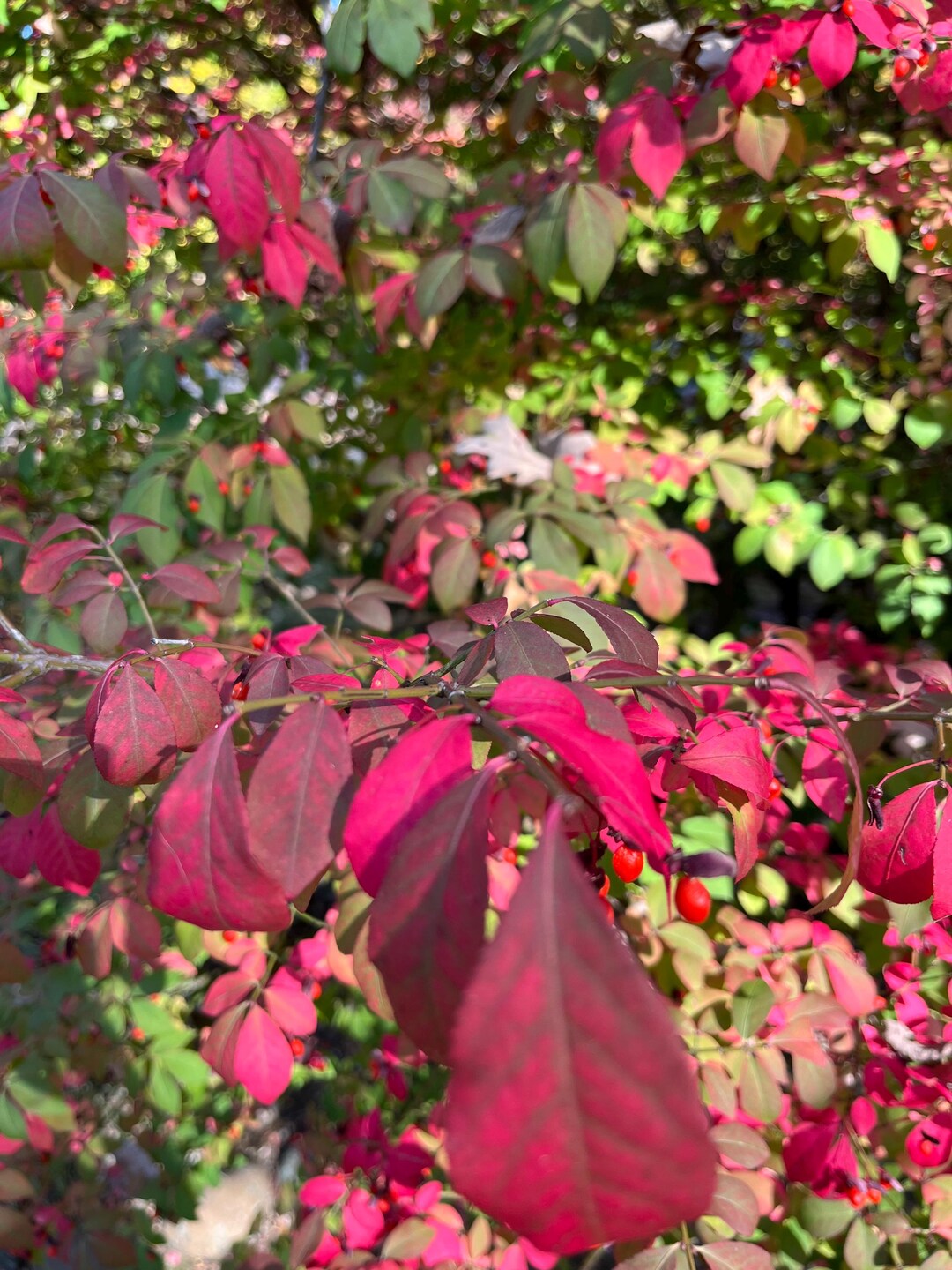 Burning Bush Seeds - Etsy