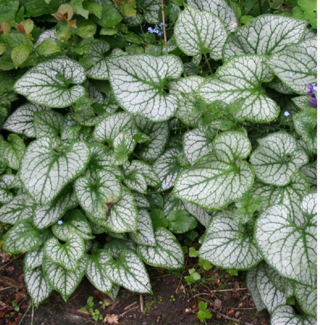 Jack Frost Brunnera Seeds - Etsy