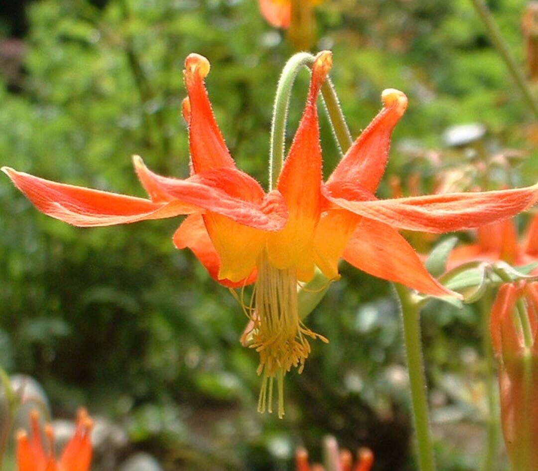 Orange Columbine Seeds - Etsy