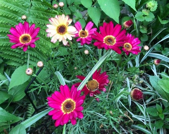 Marguerite Seeds - Etsy