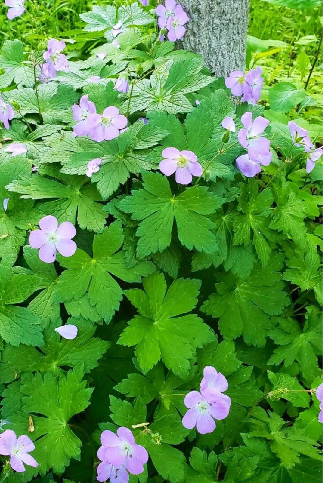 Wild Geranium Seeds - Etsy
