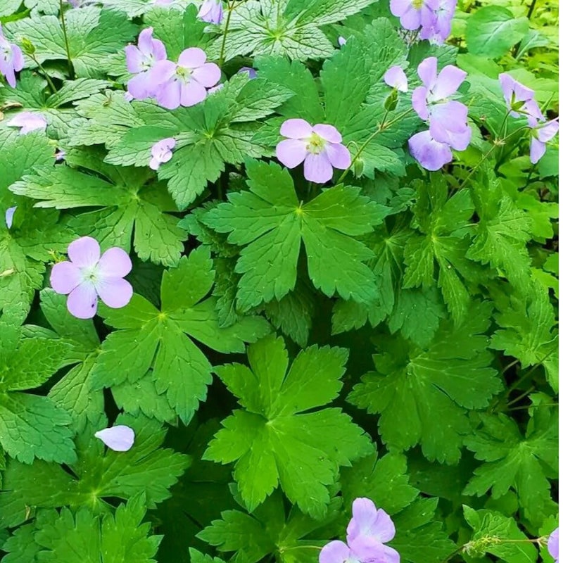 Geranium Seeds - Etsy