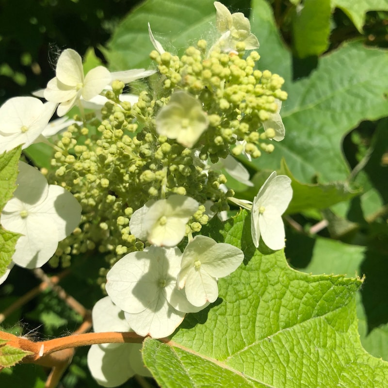 Hydrangea Seeds - Etsy