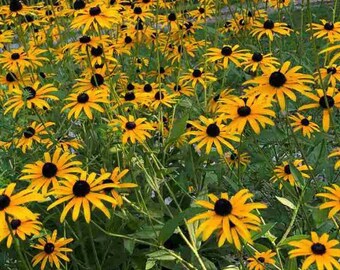 35 HEIRLOOM Black-eyed Susan Susie Mix Vine Flower Seeds - Etsy