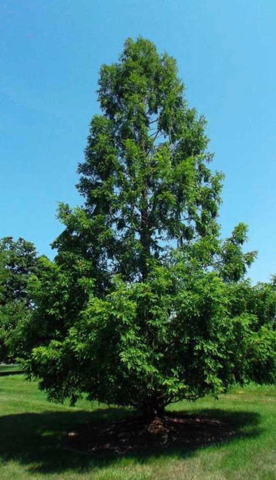 Redwood Tree Seeds - Etsy