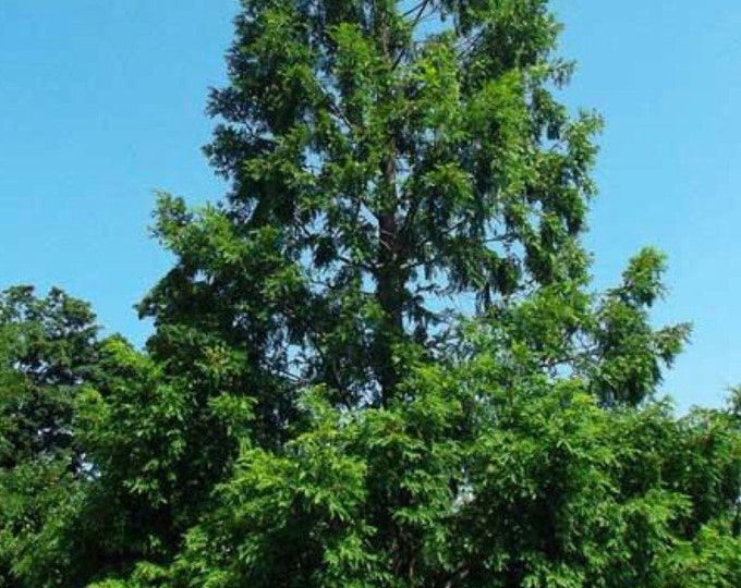 Redwood Tree Seeds - Etsy