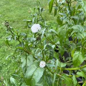 Senegal Tea Snowball Bog Seeds - Etsy