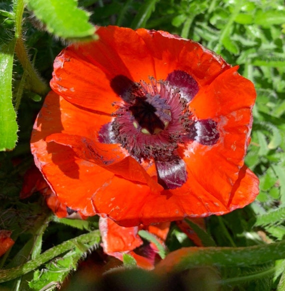 Oriental Poppy Seeds | Etsy