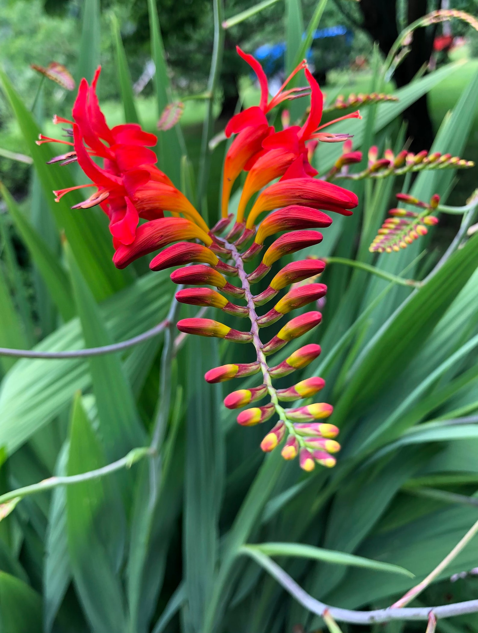 Lucifer Crocosmia Seeds - Etsy