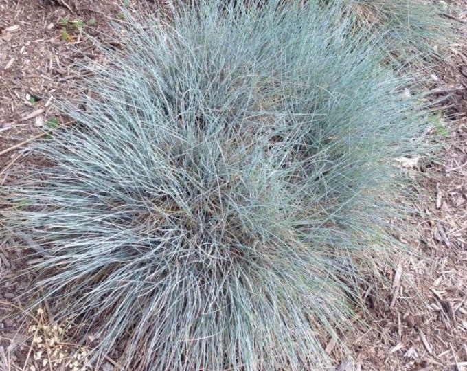 Elijah Blue Fescue Grass Seeds - Etsy