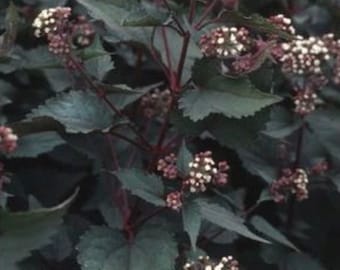 Joe Pye Weed Seeds - Etsy