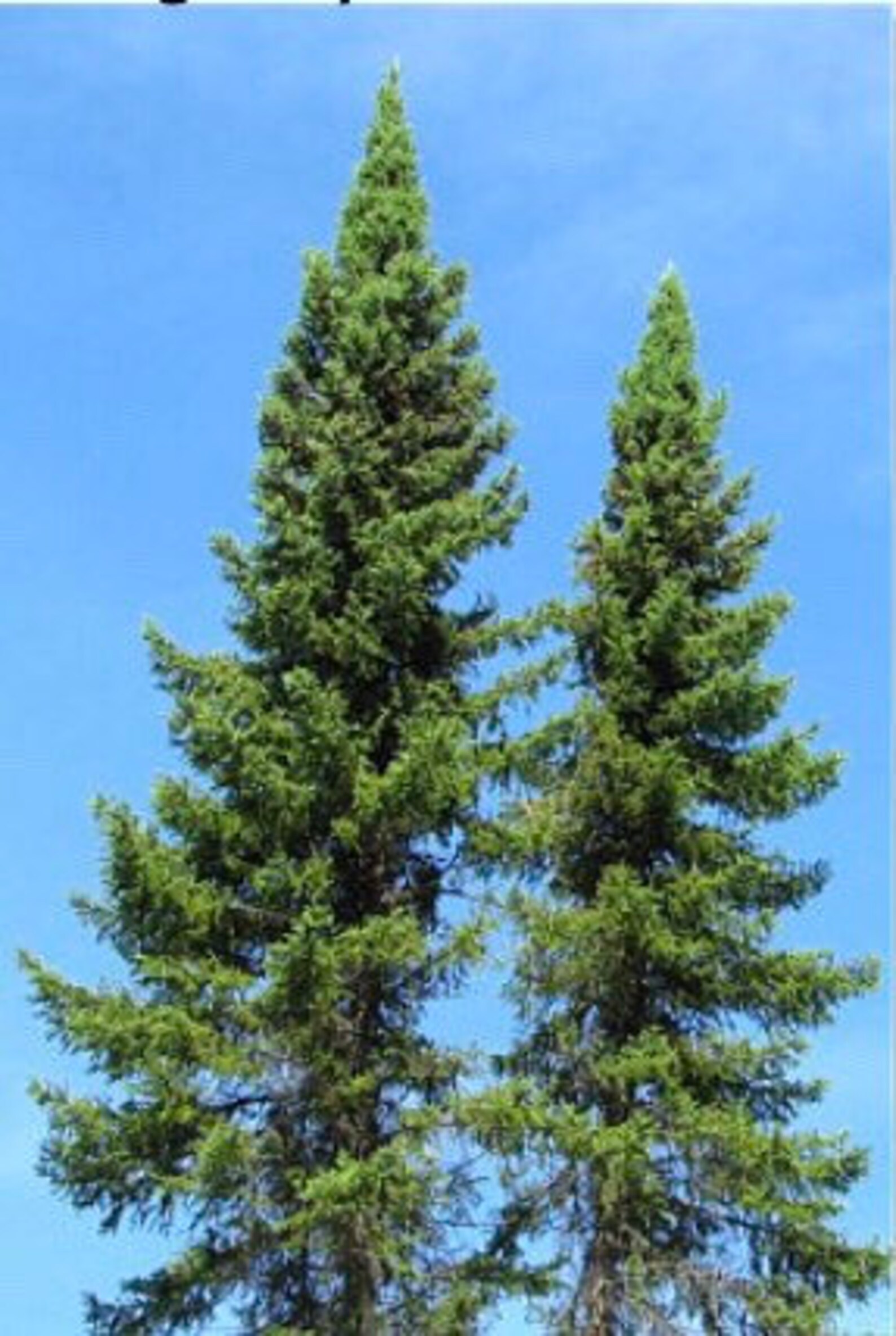 Black Spruce Tree Seeds - Etsy