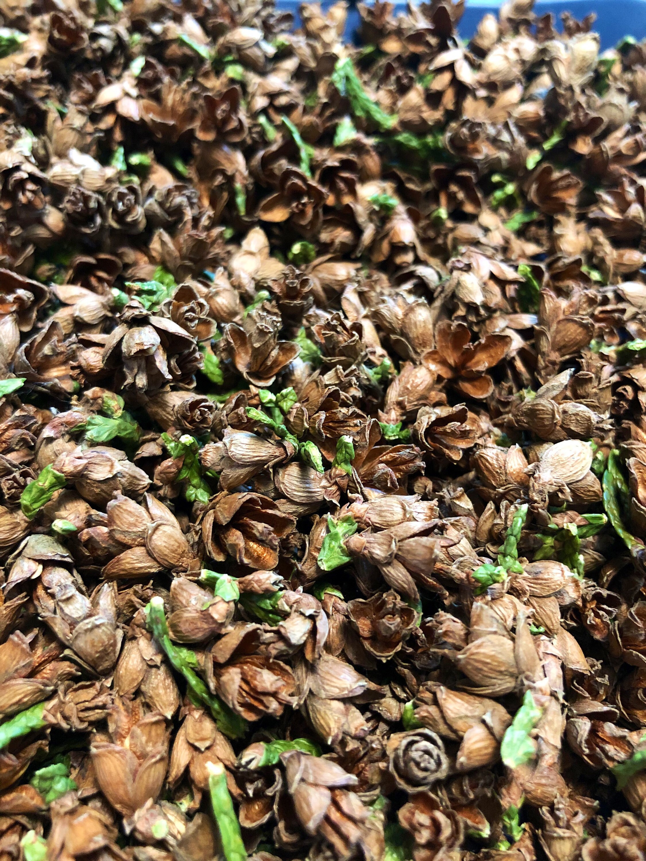 Micro Pine Cones - Etsy