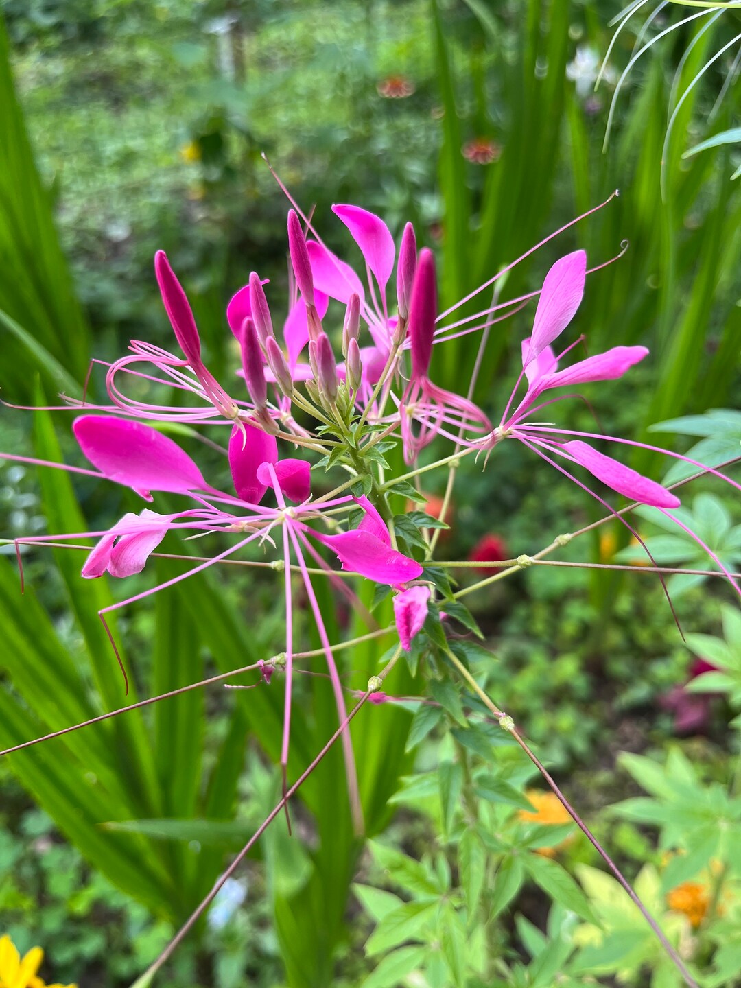Pink Cleome Seeds - Etsy