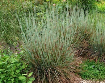 Little Bluestem Seed- Ornamental Grass Seeds, Grass Seeds, Perennial ...