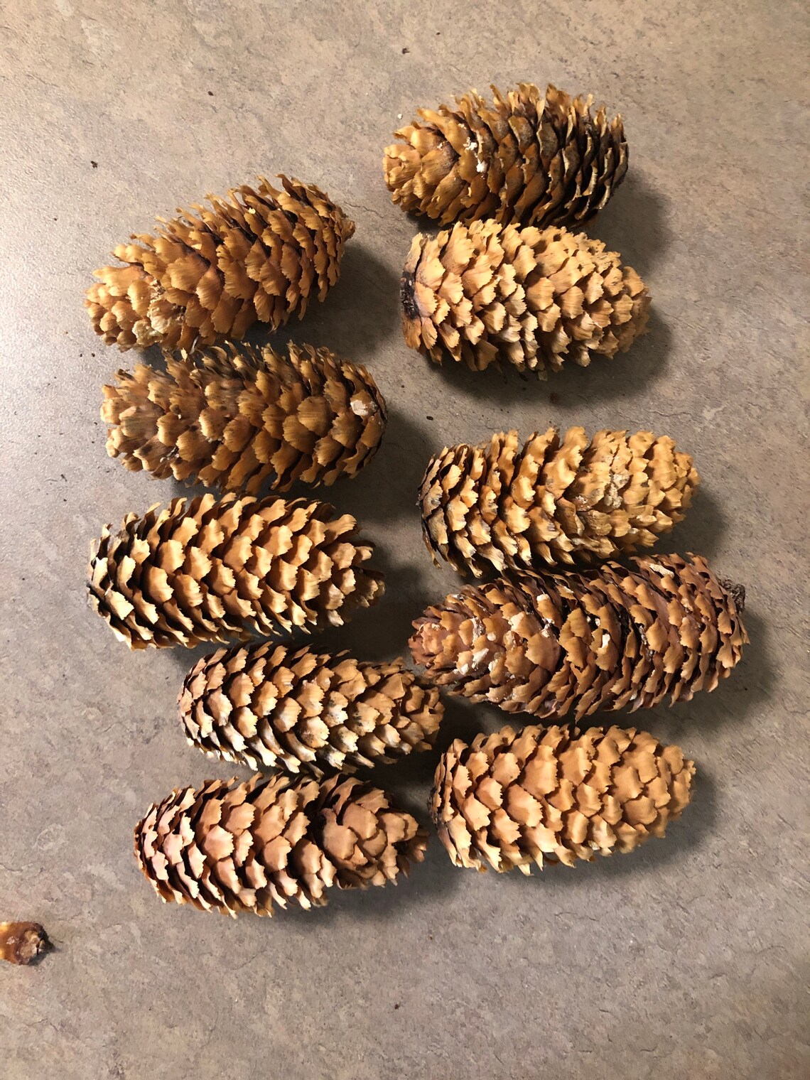 Blue Spruce Tree Pine Cones - Etsy