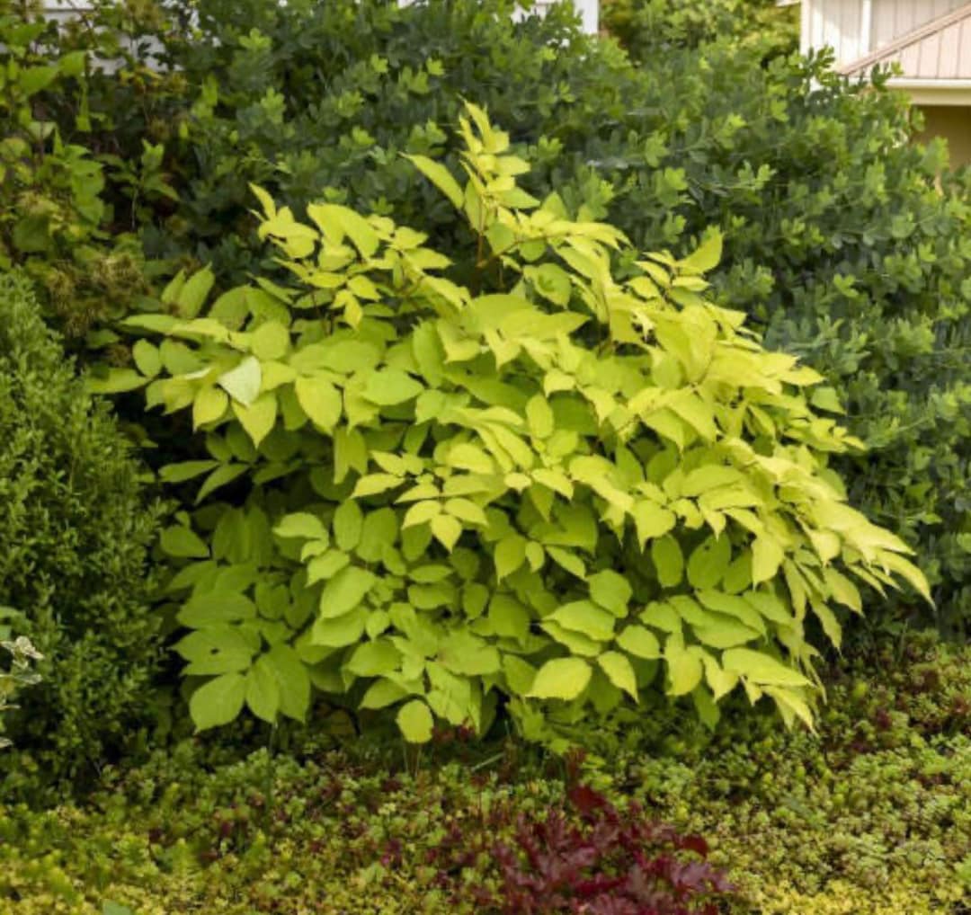 Aralia Sun King Seeds Etsy
