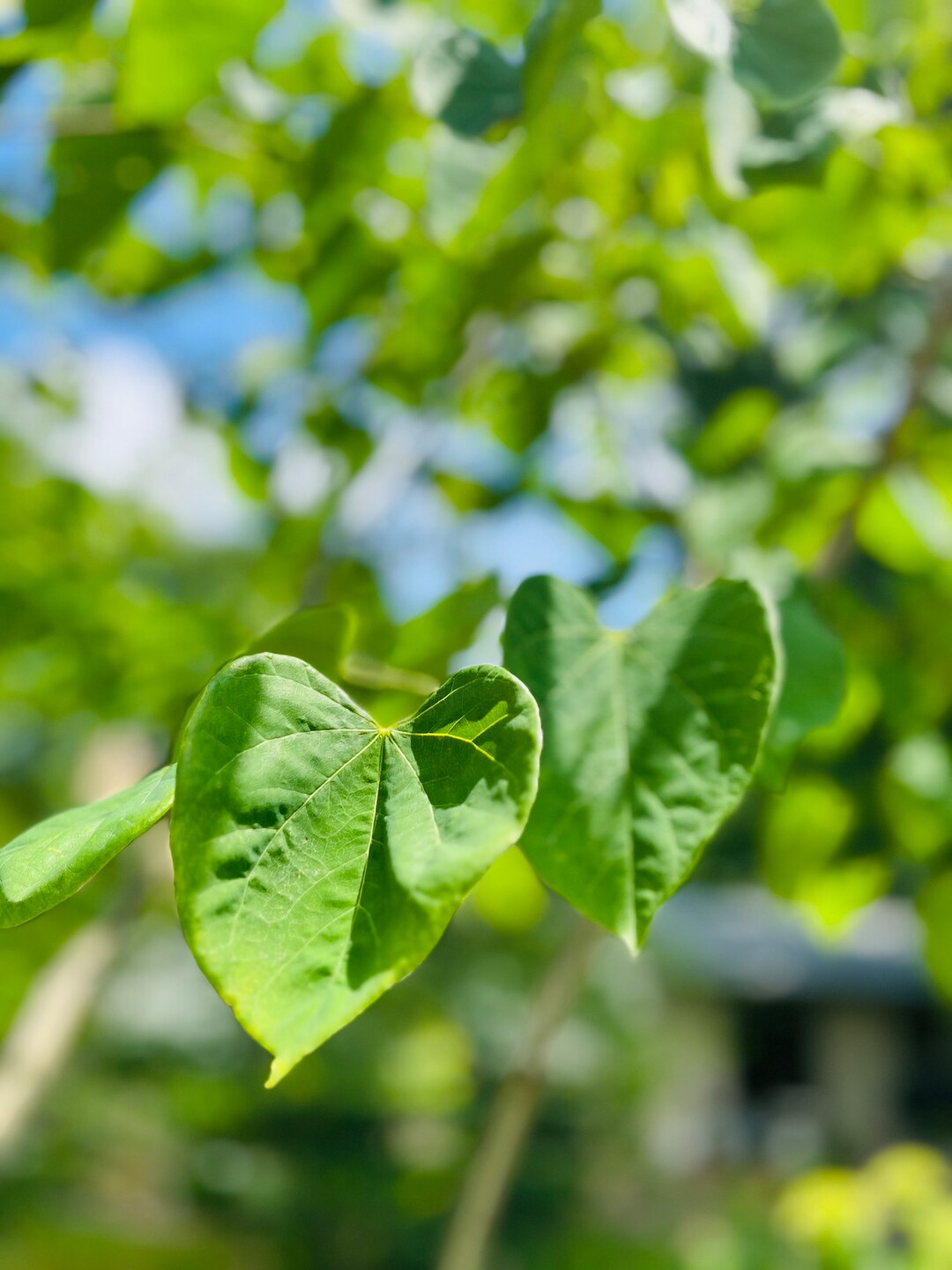 Redbud Tree Seeds - Etsy